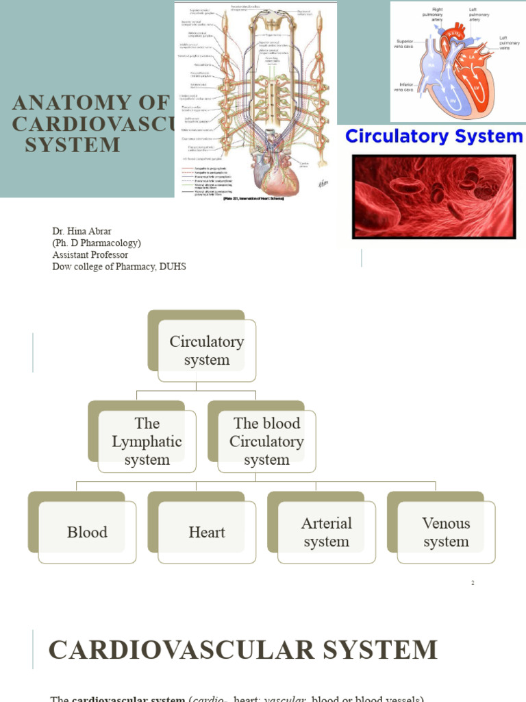 Anatomy CVS | PDF | Heart Valve | Heart