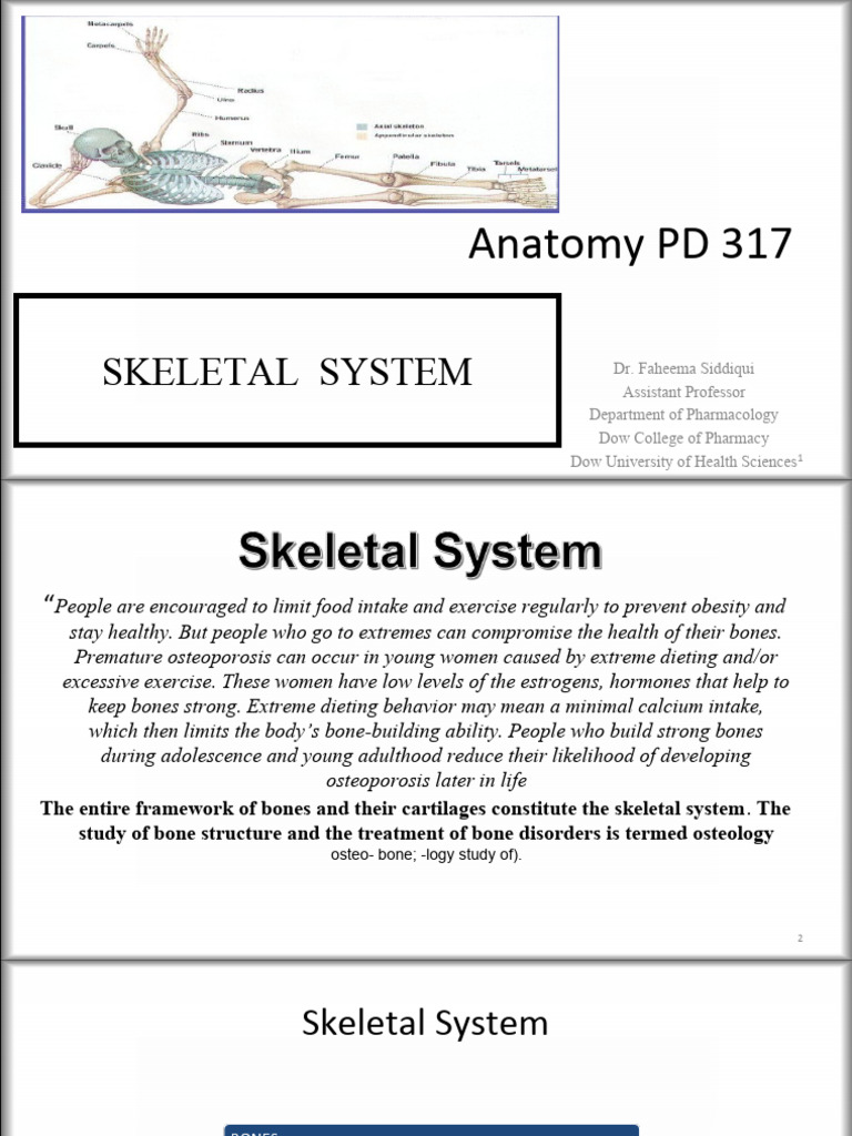 Skeletal - System Anatomy | PDF | Vertebral Column | Vertebra