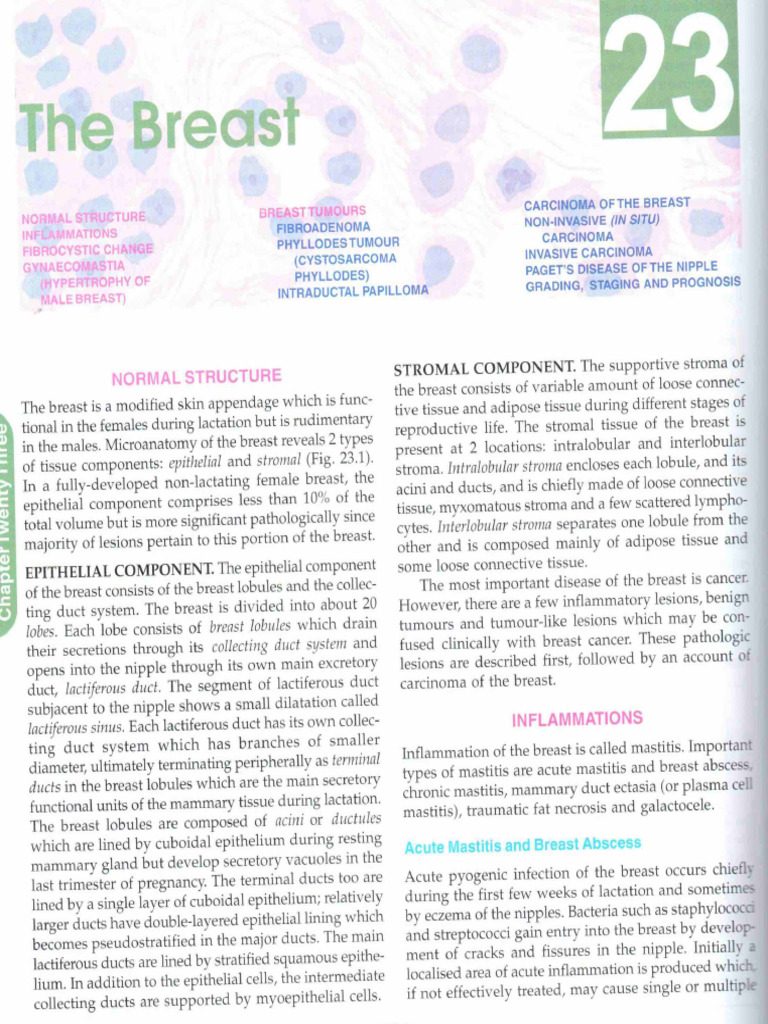 23 - The Breast | PDF
