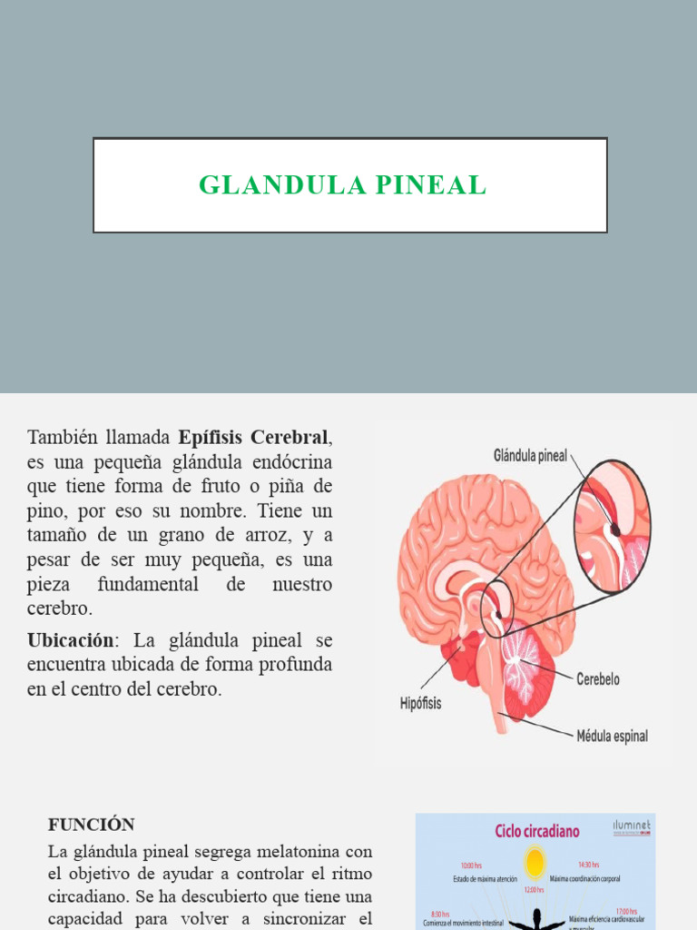 Glandula Pineal | PDF