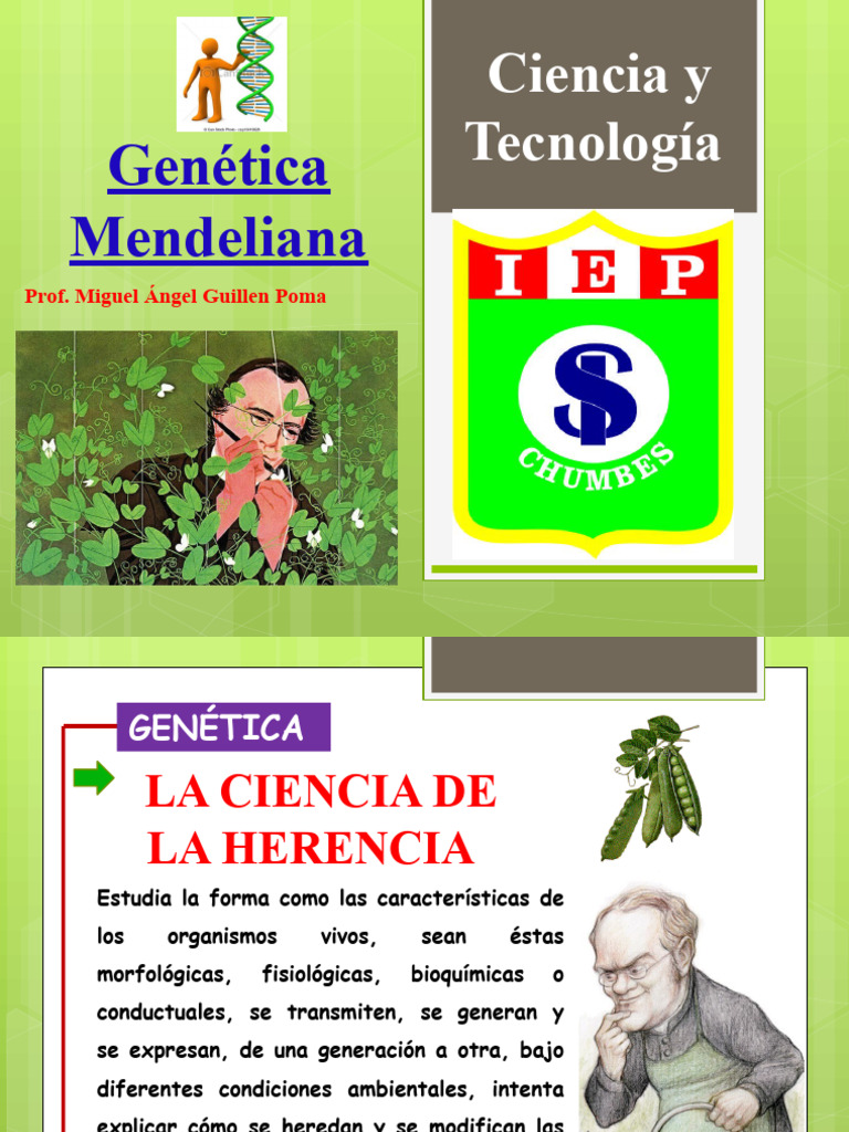 Genética Mendeliana | PDF | Dominancia (Genética) | Alelo