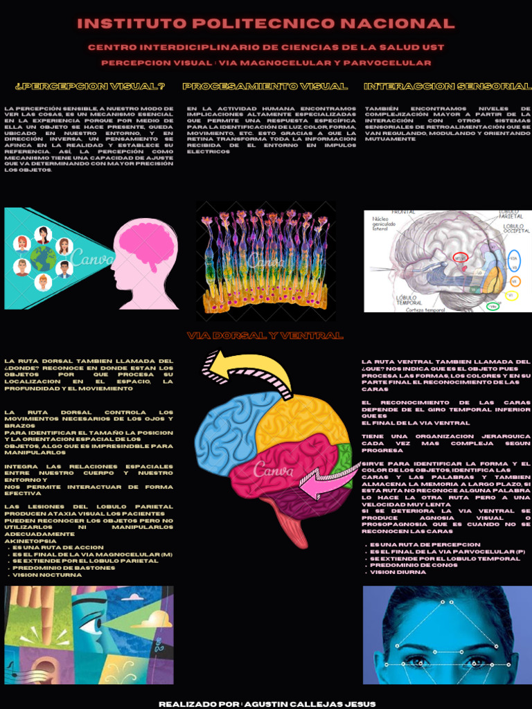 Proceso y Rutas de Percepción Visual | PDF | Percepción visual | Percepción