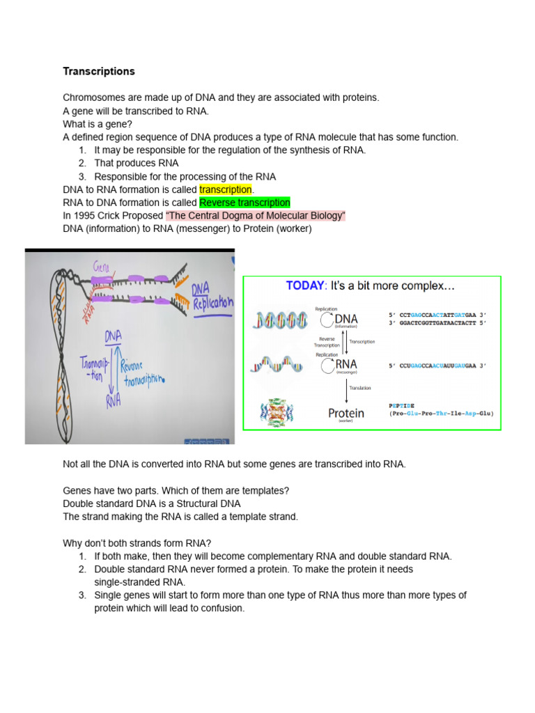 Understanding Gene Transcription Process | PDF