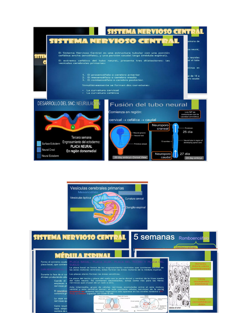 clases snc embriologia | PDF