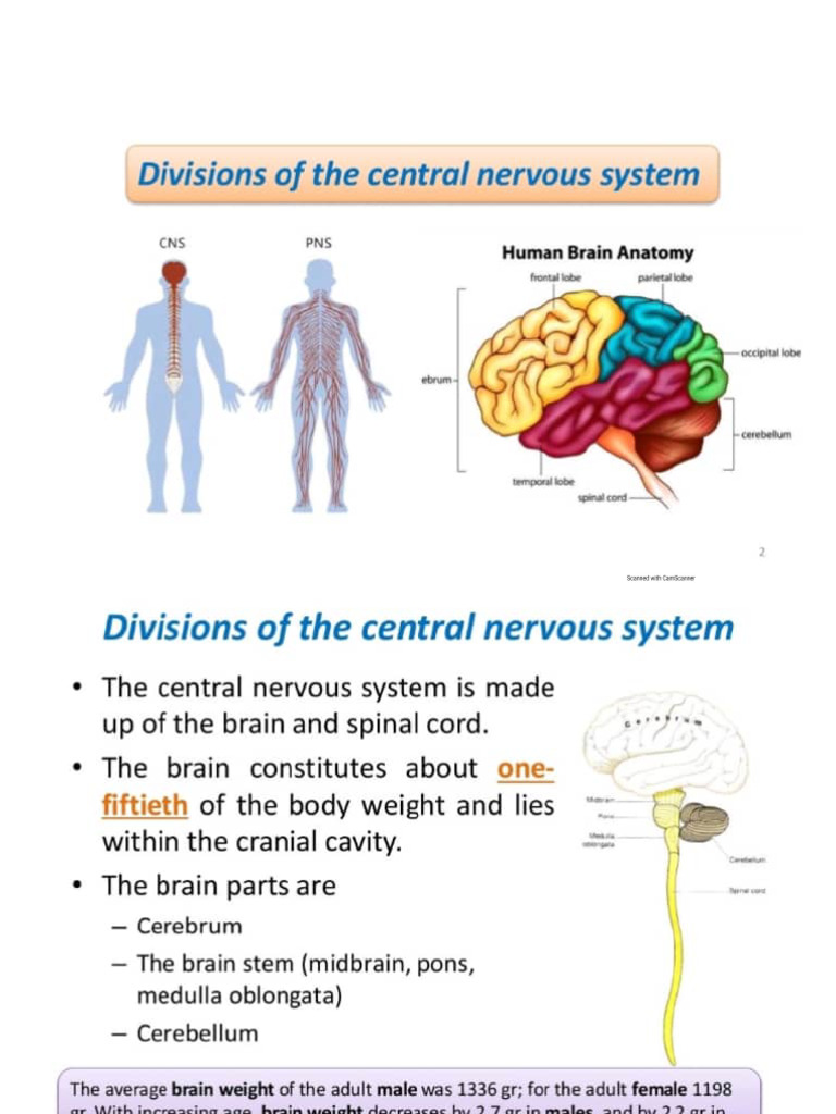 Anatomy of Cns | PDF