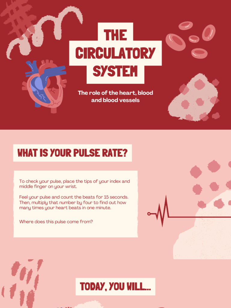 The Circulatory System Education Presentation in 0 Hand Drawn Lightly ...