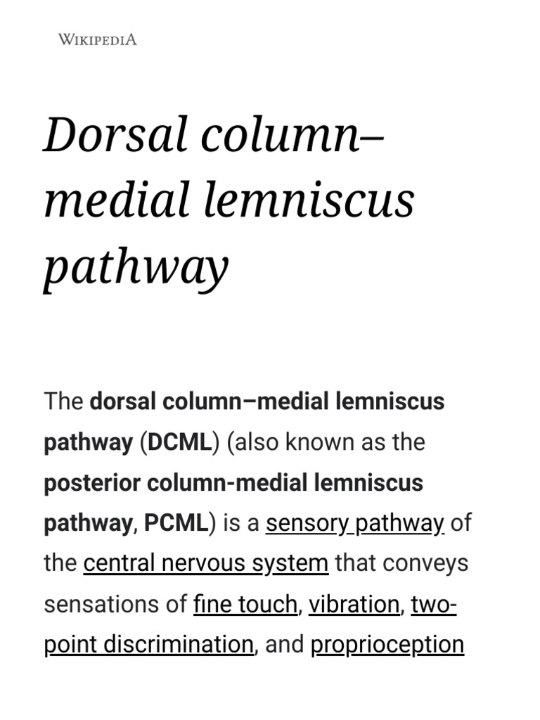 Dorsal Column-Medial Lemniscus Pathway - Wikipedia | PDF | Anatomy ...