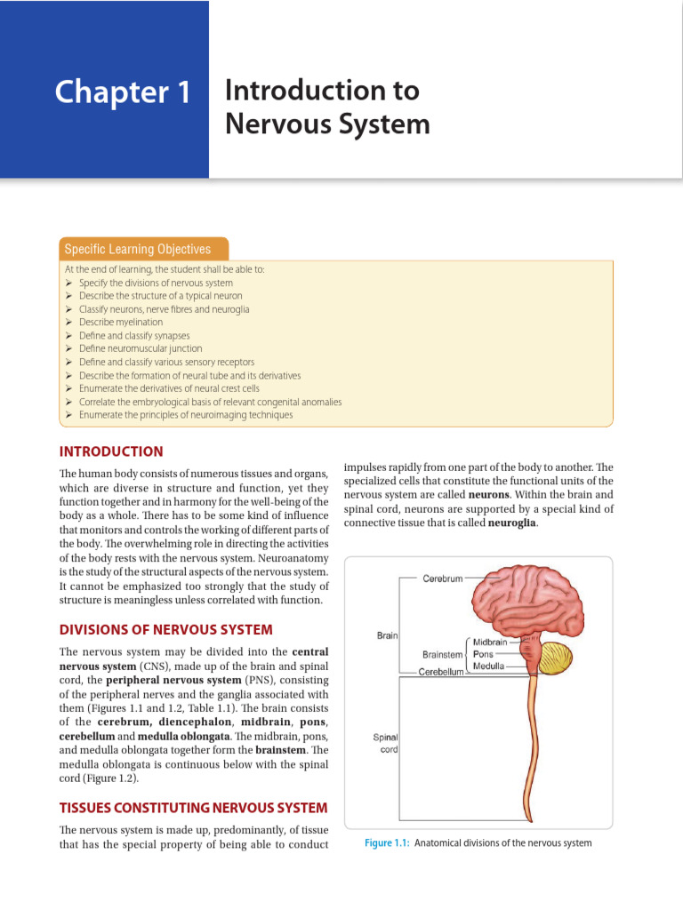 Intoduction | PDF | Axon | Neuron