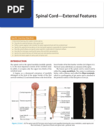 DEPUY SYNTHES - Expedium 5.5 | PDF | Vertebra | Screw