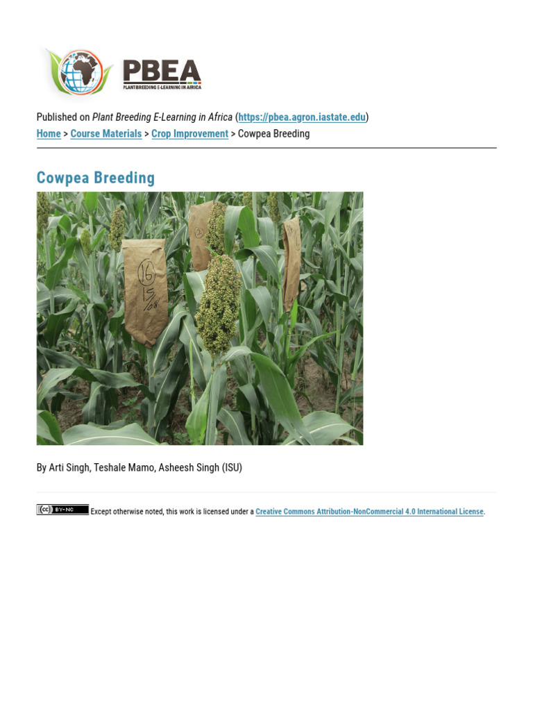 Cowpea Breeding | PDF | Plant Breeding | Legume