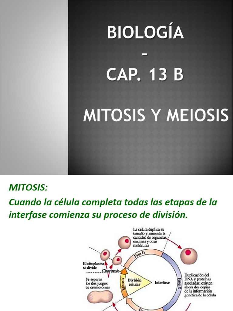 MITOSIS Y MEIOSIS | PDF | Mitosis | Mitosis