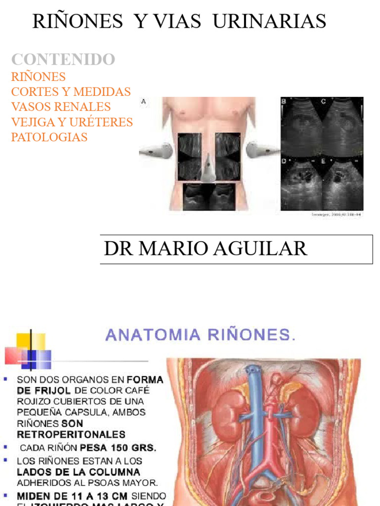Renal Normal y Patologico DR Aguilar Hoy | PDF | Riñón | Condiciones ...
