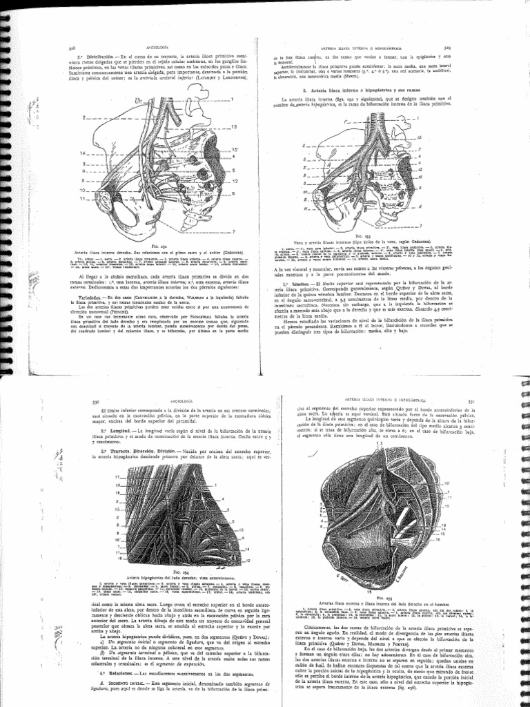 Ilíaca Interna - Testut | PDF