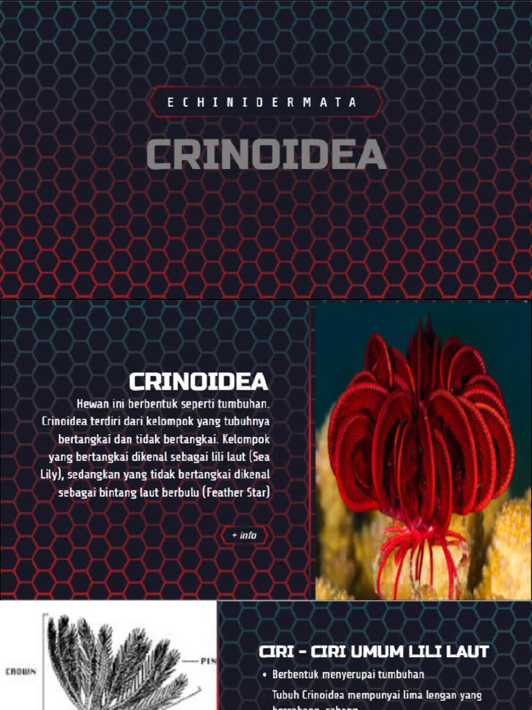 FILL Echinidermata Kelas CRINOIDEA DAN HOLOTHUROIDEA | PDF
