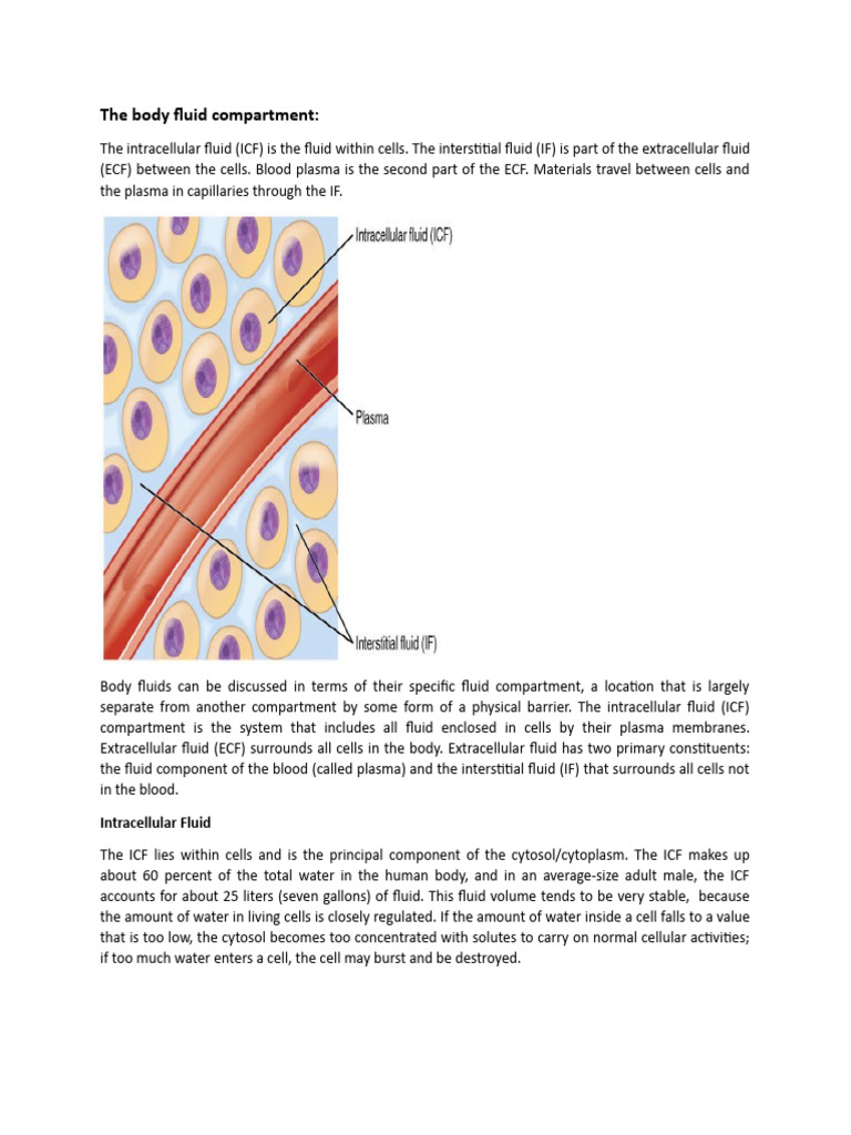 The Body Fluid Compartment | PDF | Anatomy | Cell Biology