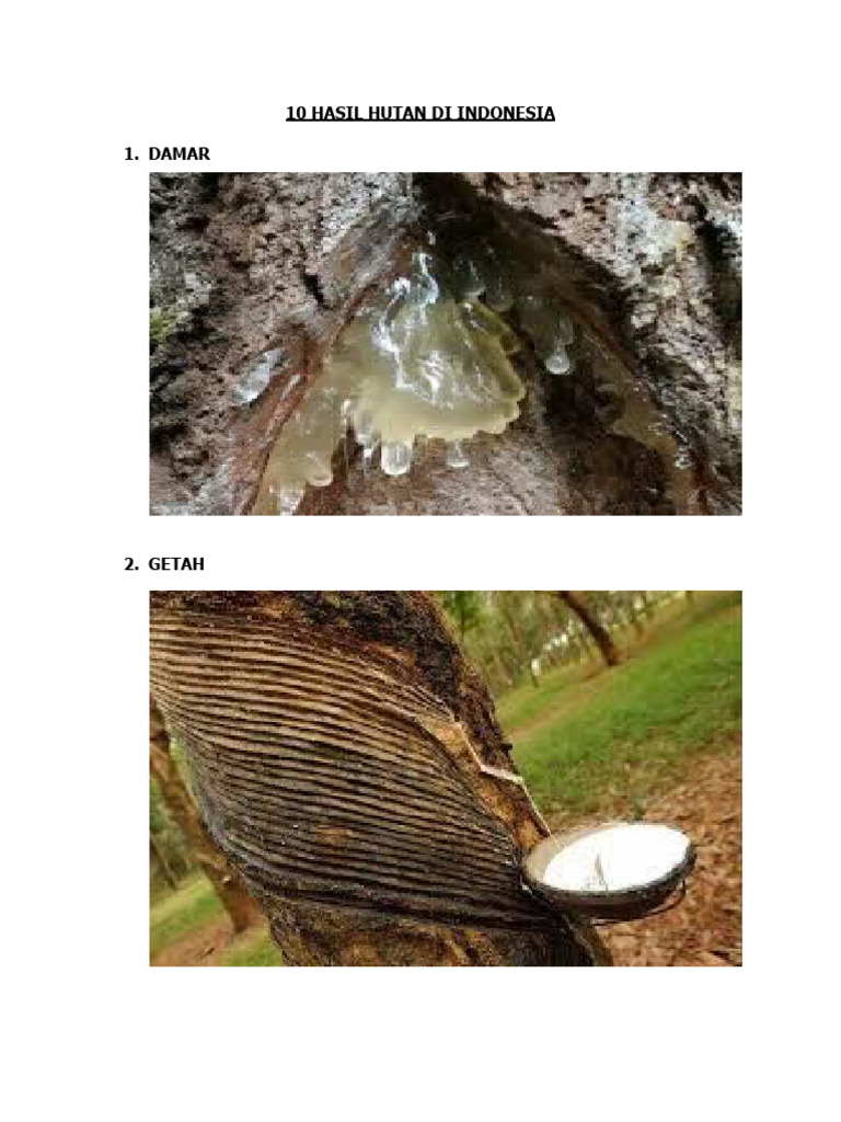 10 HASIL HUTAN DI INDONESIA | PDF