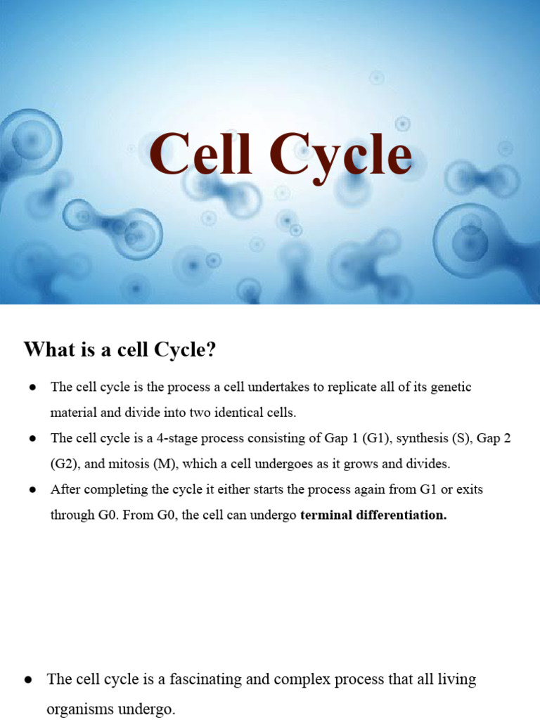 Cell Cycle | PDF | Meiosis | Mitosis