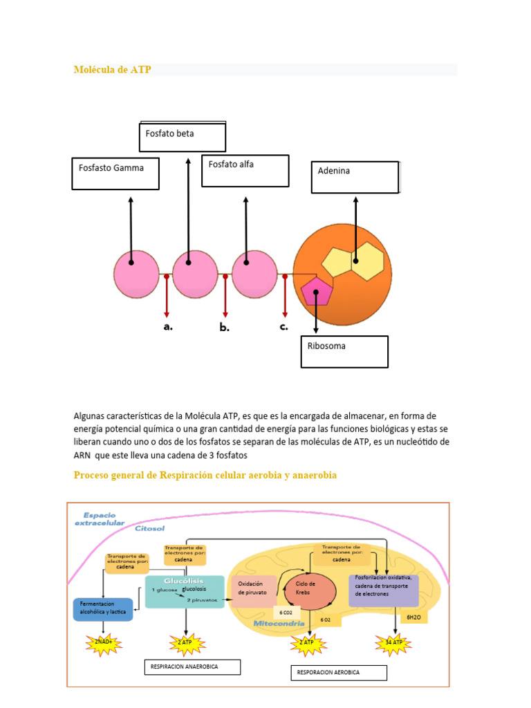 Molécula de ATP | PDF | Respiración celular | Trifosfato de adenosina