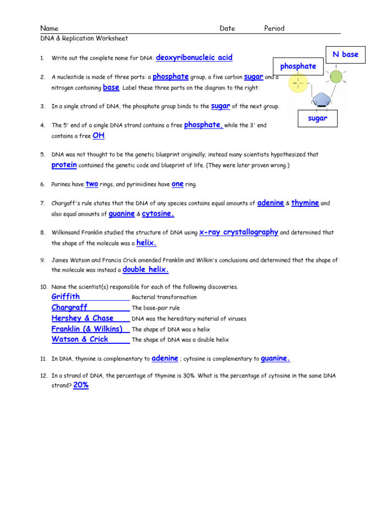 DNA and Replication Worksheet Answers | PDF | Dna | Dna Replication