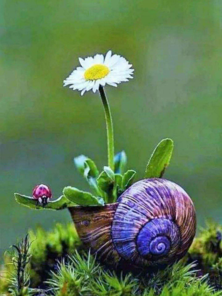 Snail House | PDF