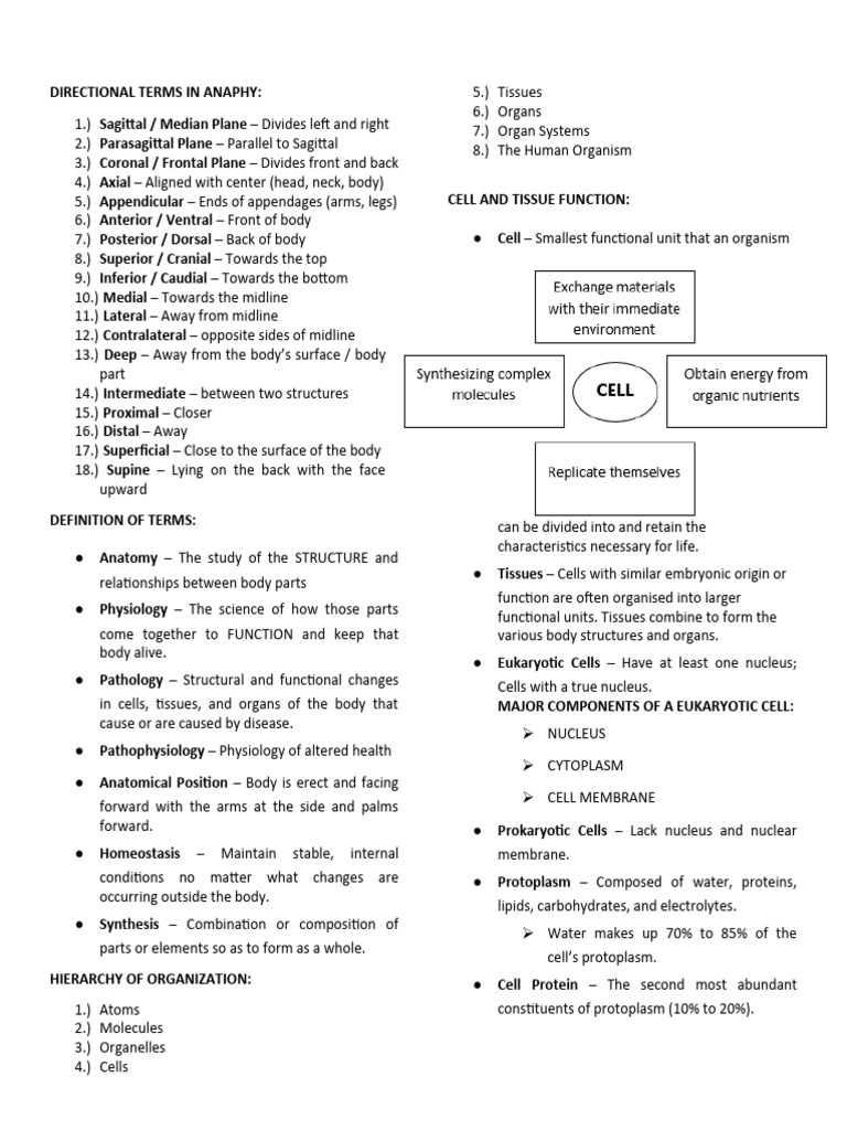 ANAPHY - CELLS | PDF | Endoplasmic Reticulum | Mitochondrion