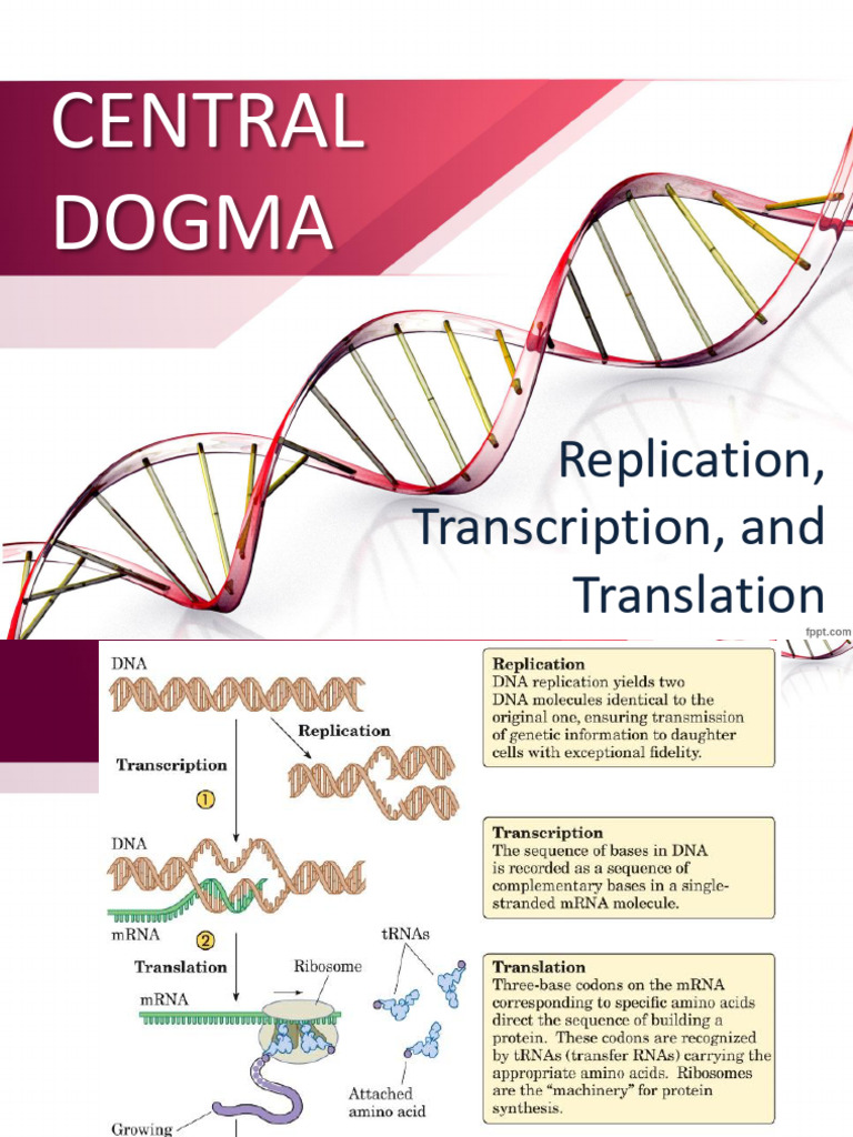 Central Dogma | PDF | Translation (Biology) | Dna Replication