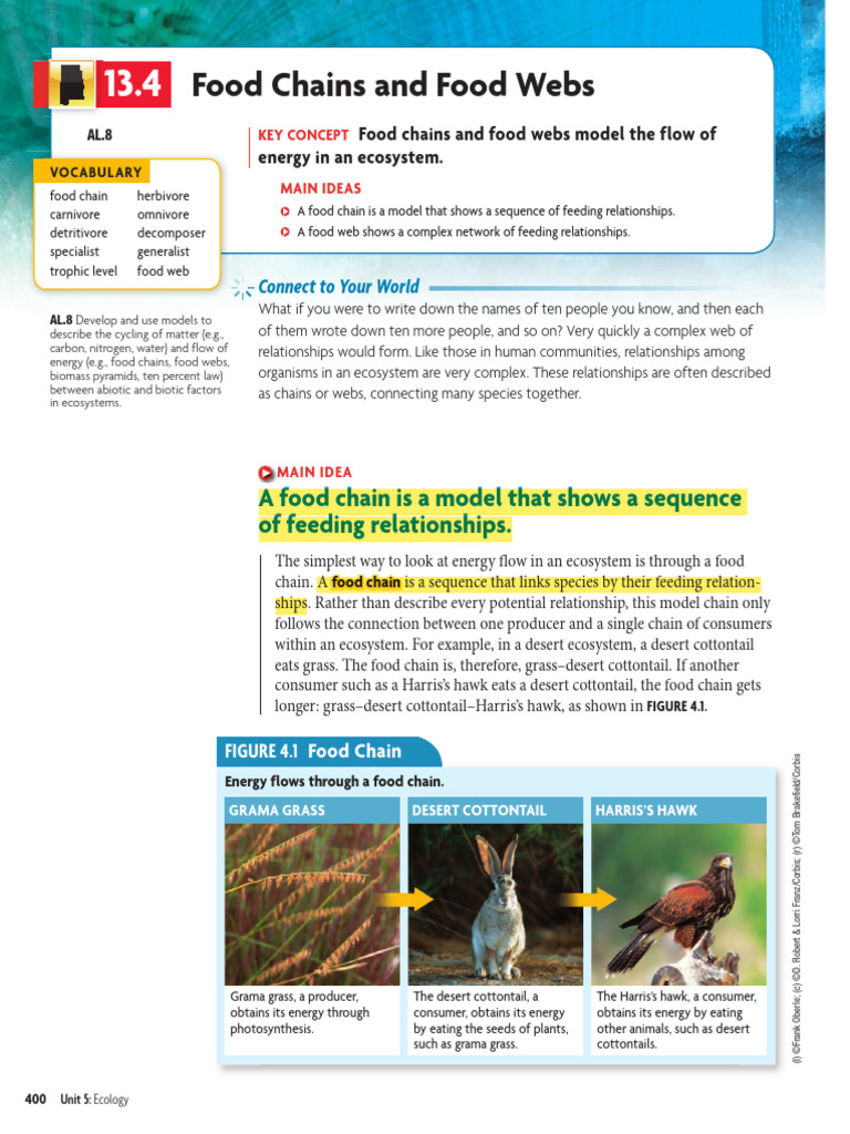 13.4 Food Chains & Food Webs | PDF