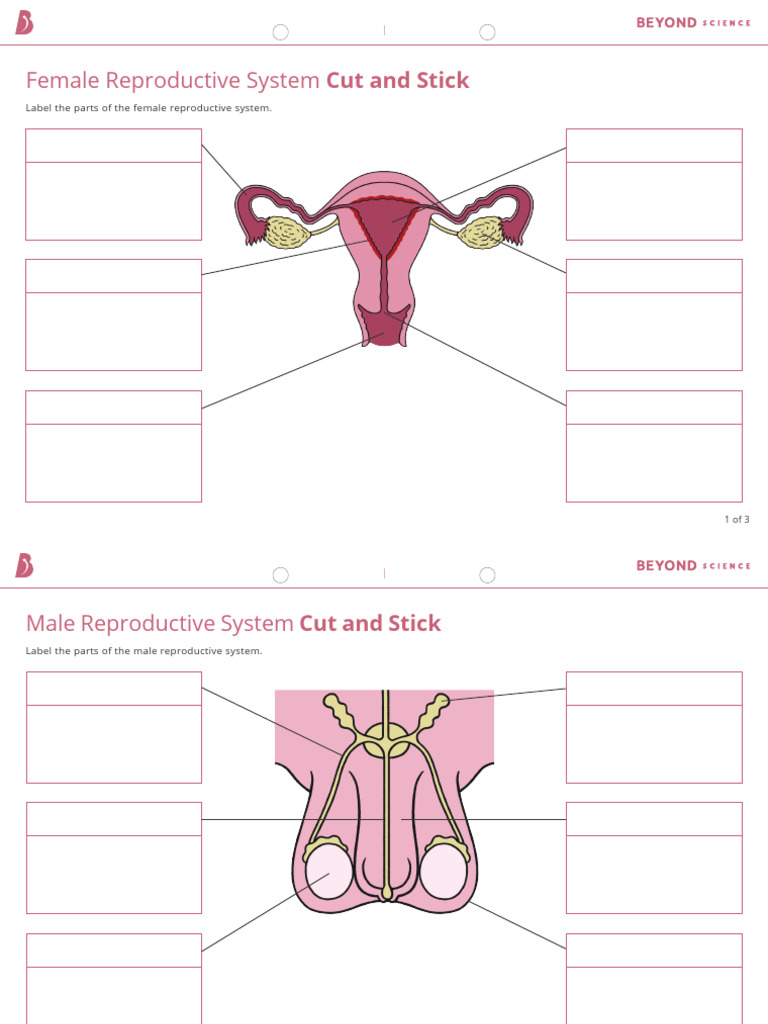 Labeling Male and Female Reproductive Systems | PDF | Reproductive ...