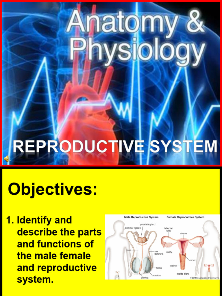 Reproductive System For Reviewer | PDF | Reproductive System ...