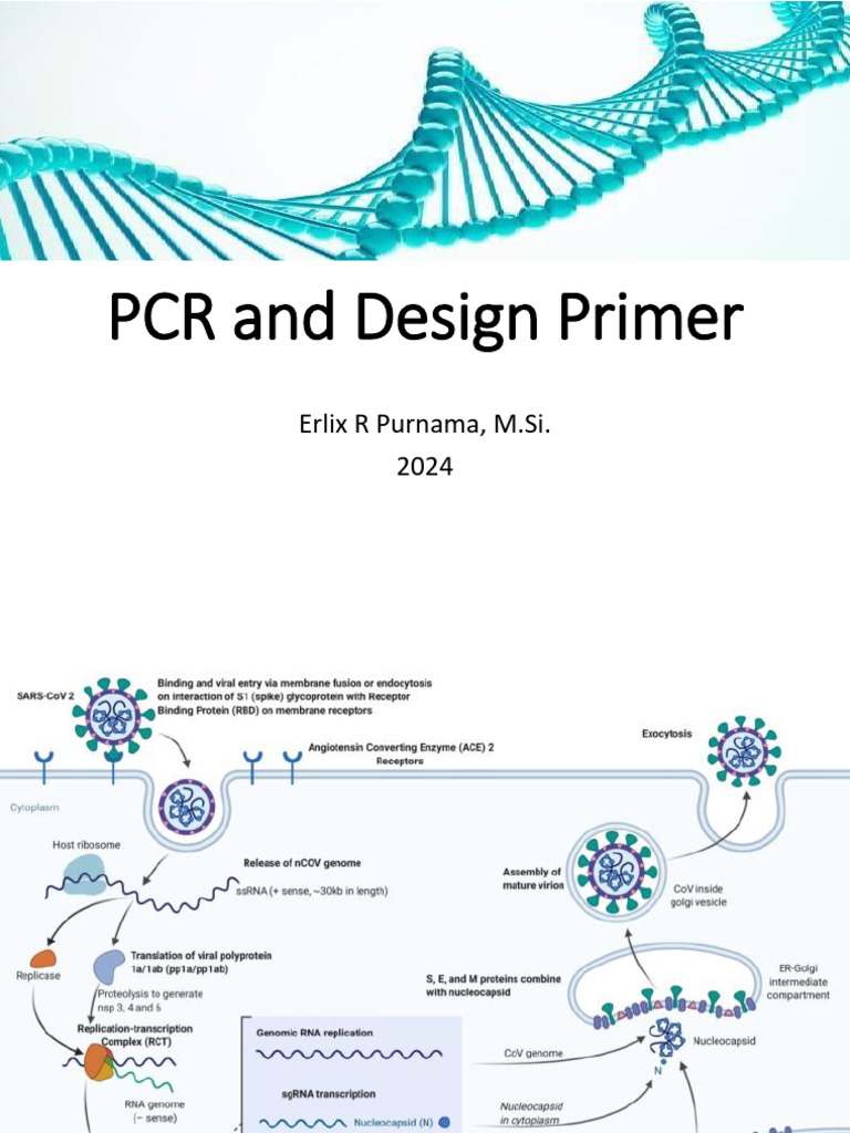 PCR-Design Primer-2024 | PDF