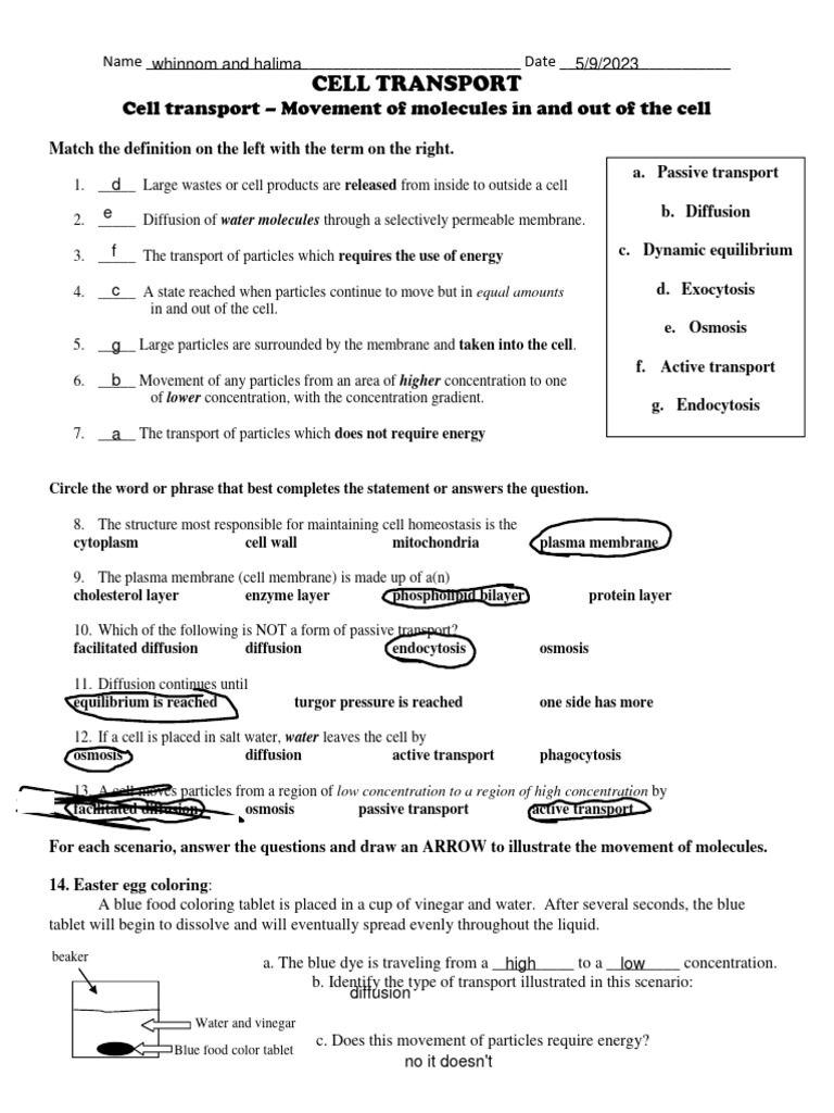 Cell Transport Study Guide | PDF