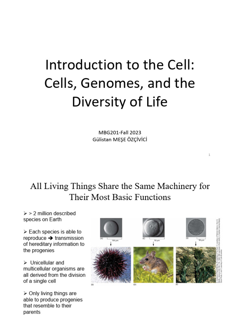 Cell 1 | PDF | Model Organism | Cell (Biology)