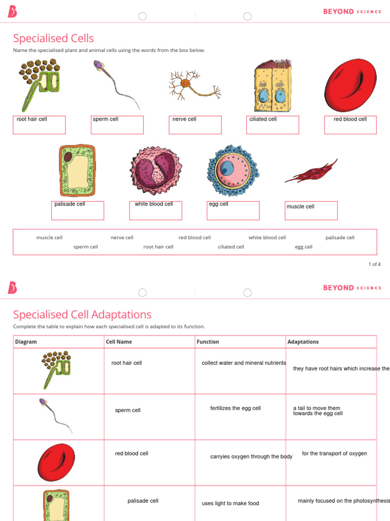 Specialised Cells Worksheet | PDF | Cell (Biology) | Blood