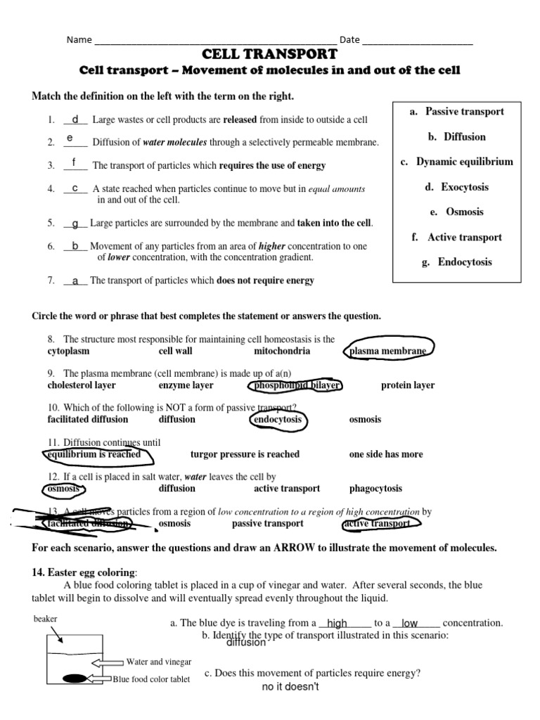 2 - Cell Transport | PDF | Cell Membrane | Osmosis