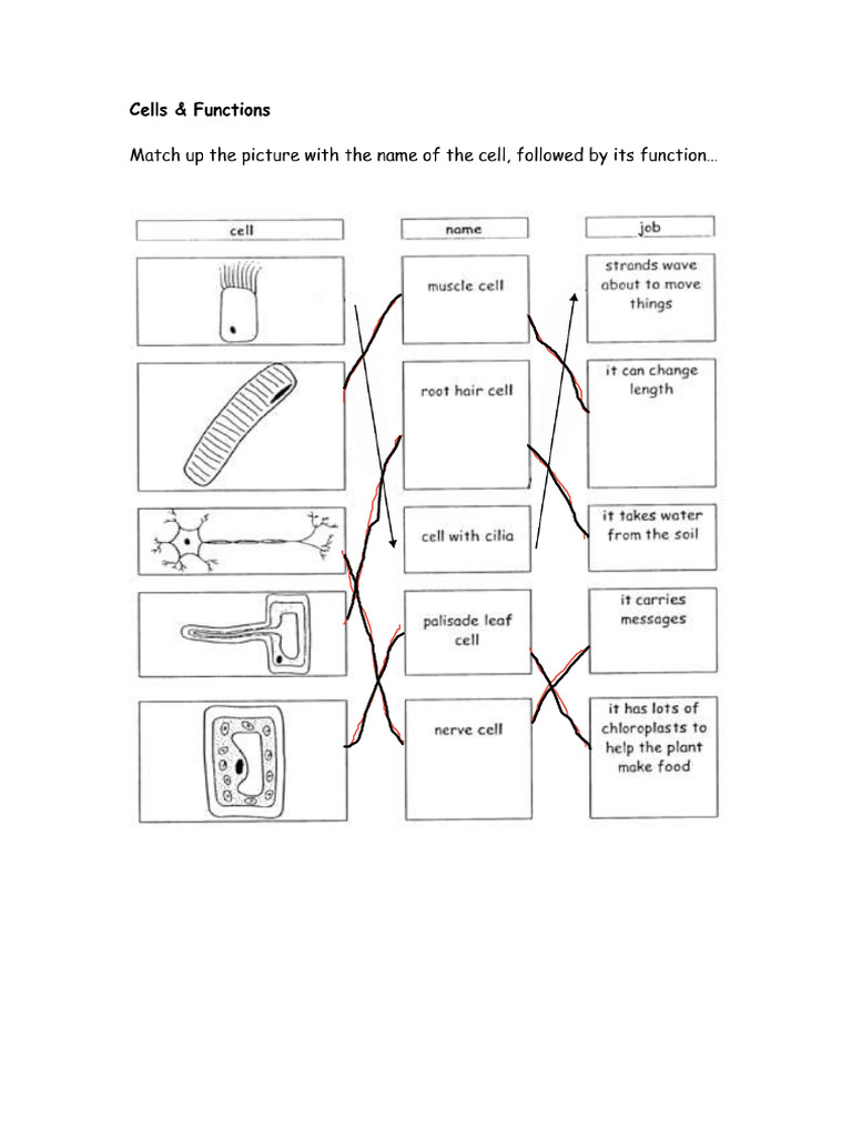 Specialised Cells Worksheet | PDF