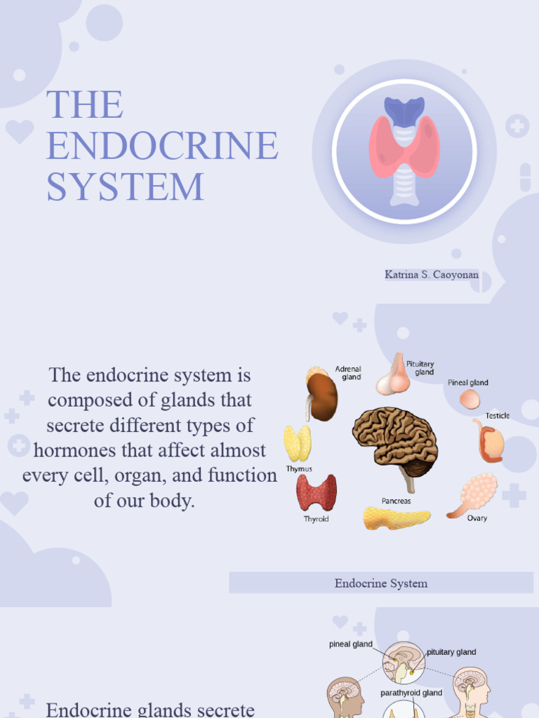Endocrine System 4notes | Download Free PDF | Endocrine System | Human Body
