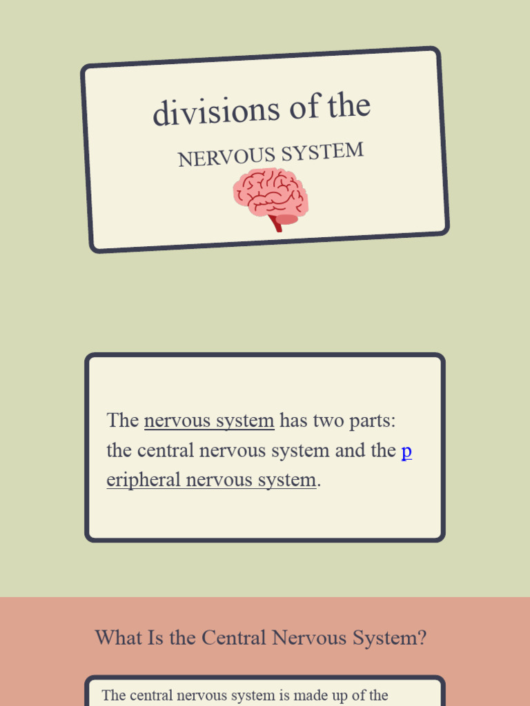 Divisions of the Nervous System Explained | PDF | Nervous System ...