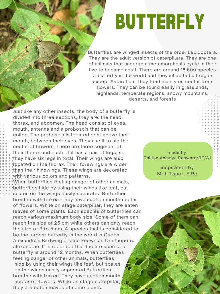 Tugas Report Text Talitha31 | PDF | Lepidoptera | Butterfly