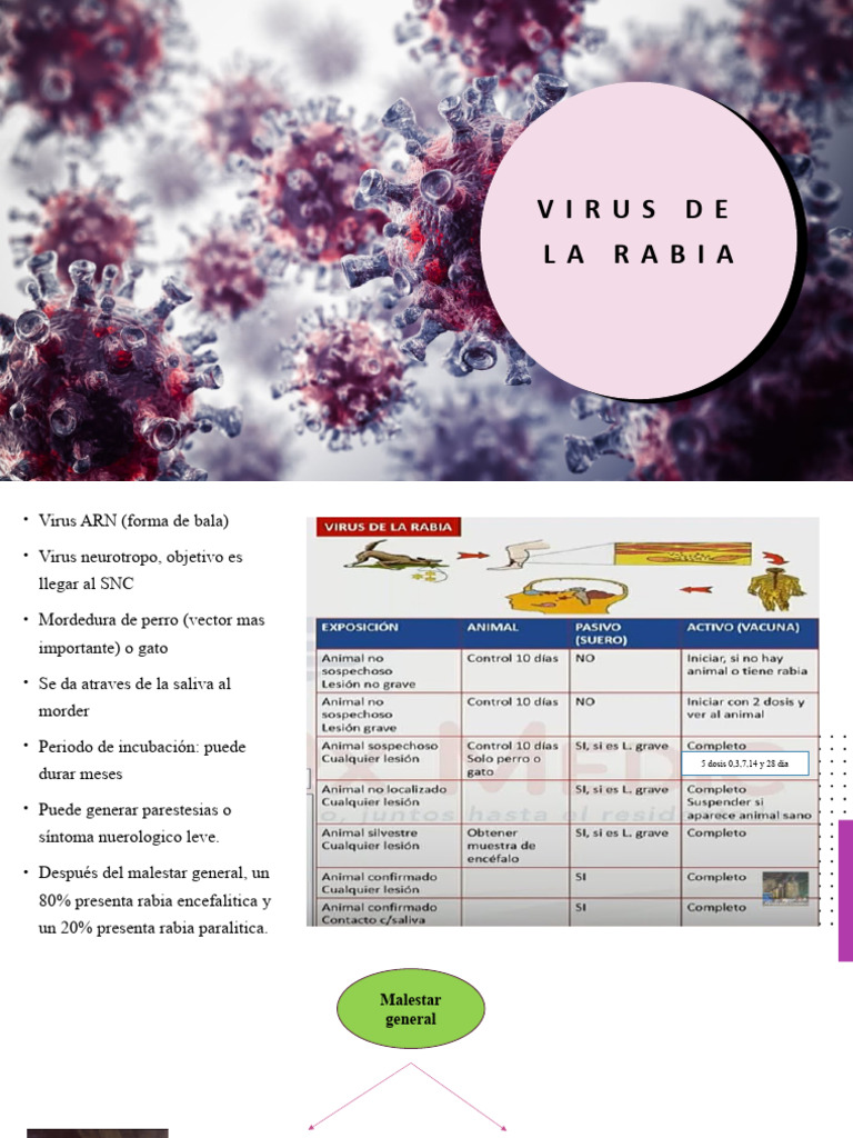 Virus de la rabia | PDF