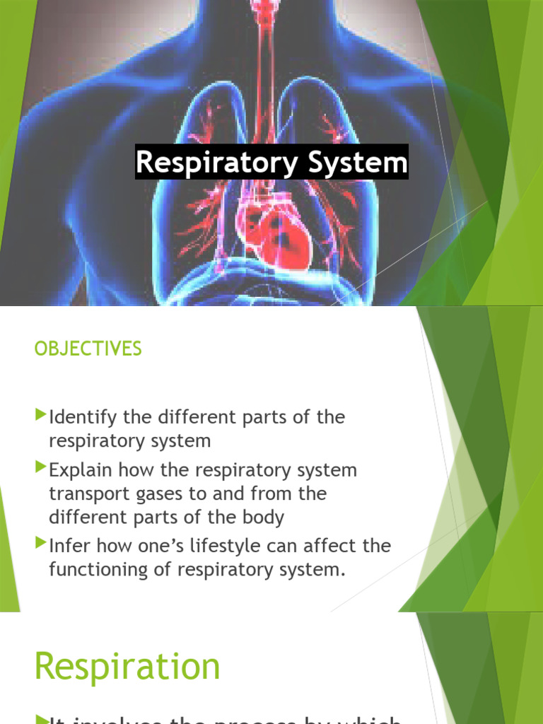 Respiratory System 9 | Download Free PDF | Respiratory Tract | Respiratory System