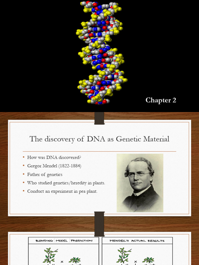Understanding The Genetic Materials DNA Replication | Download Free PDF ...