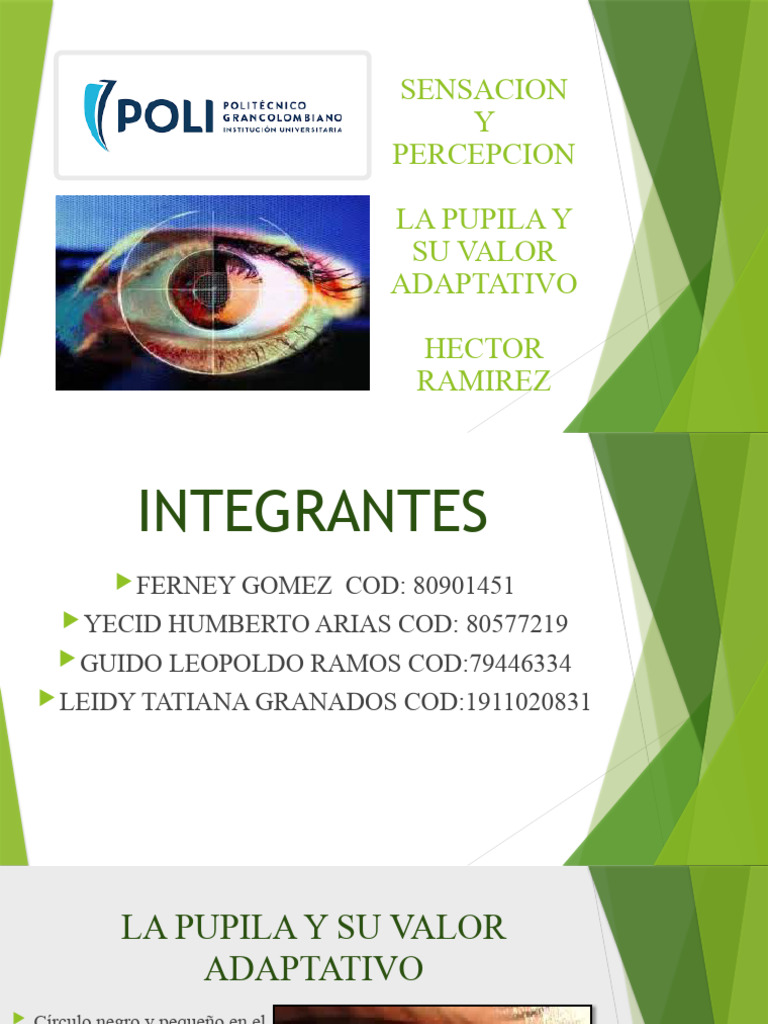 Valor adaptativo de la pupila | PDF | Músculo | Ojo