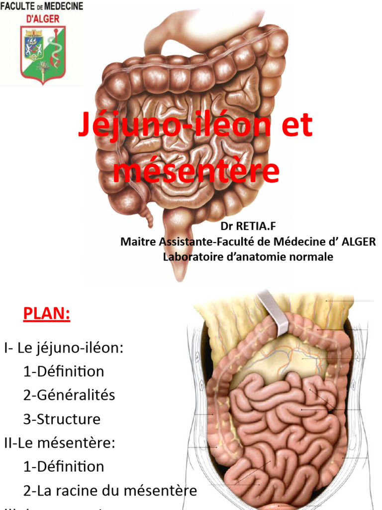 Anatomie du Mésentère et Jéjuno-Iléon | PDF | Anatomie | Abdomen