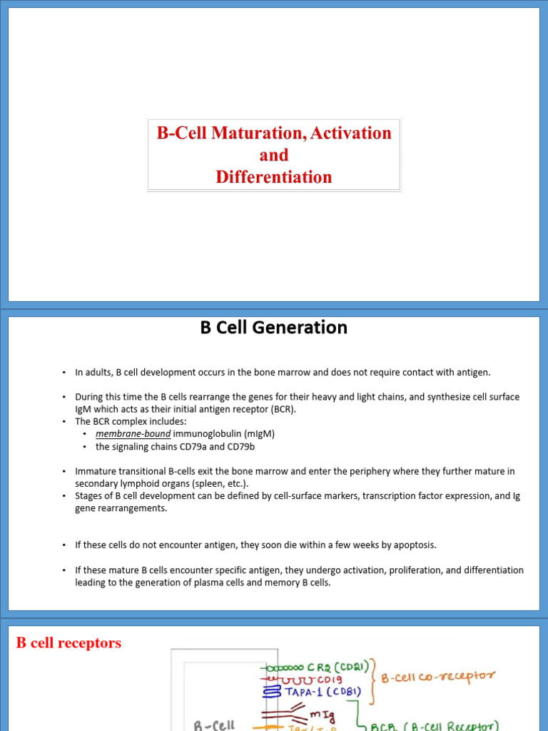 Lecture - B Cell Development | PDF | B Cell | Antibody