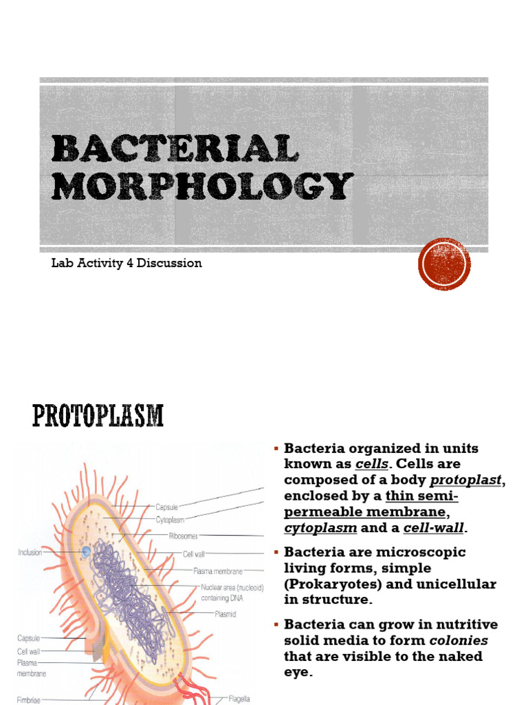 Bacterial Morphology | PDF