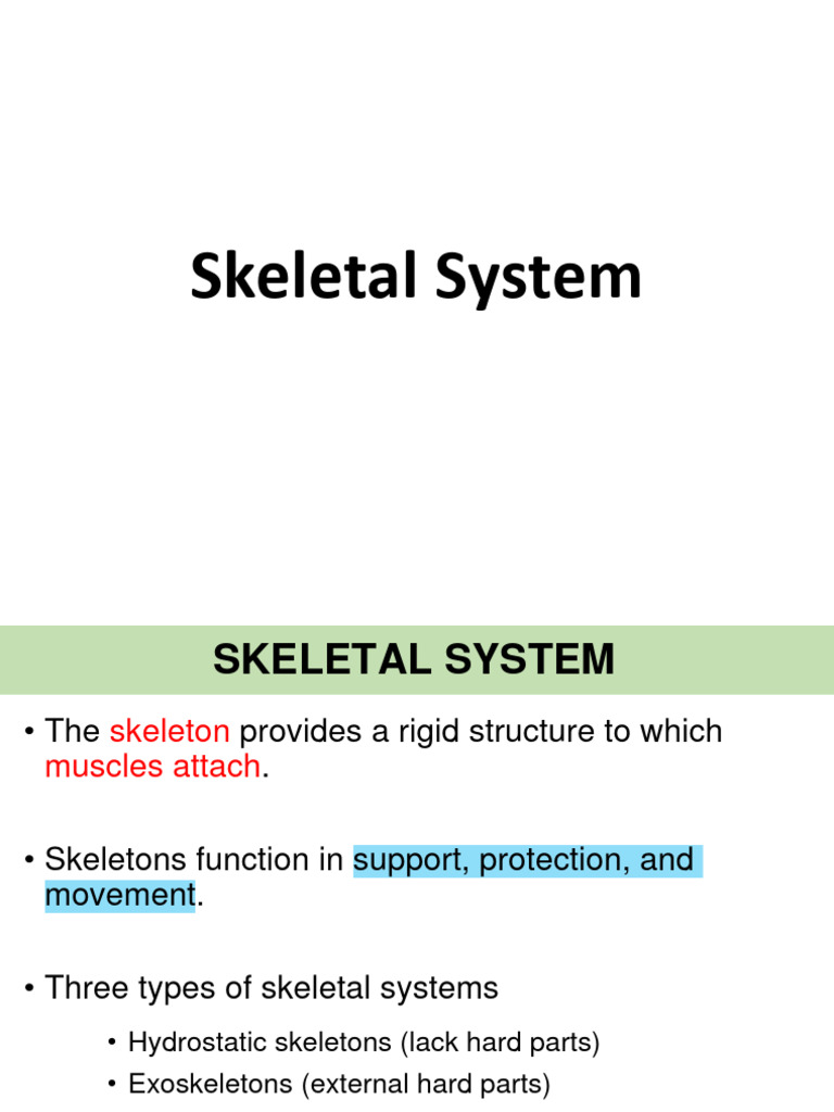 7 Skeletal System | PDF