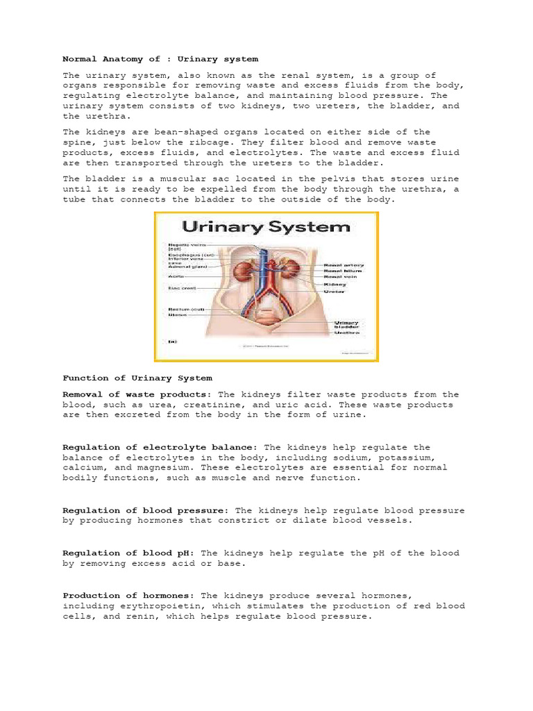 Normal Anatomy of URIN | PDF | Kidney | Urinary System