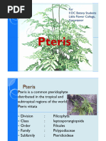 Rapid Revision Notes – Google Drive 5 | PDF | Plant Hormone | Plants