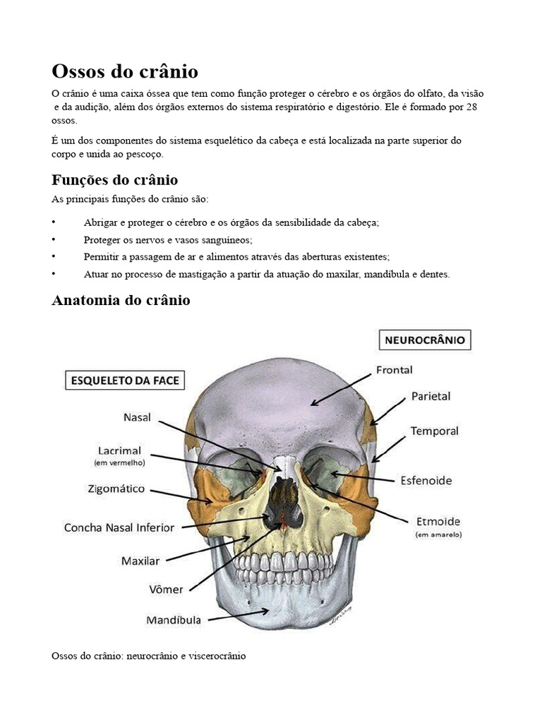 Aula para PPT Ossos Do Crânio | PDF | Crânio | Orelha