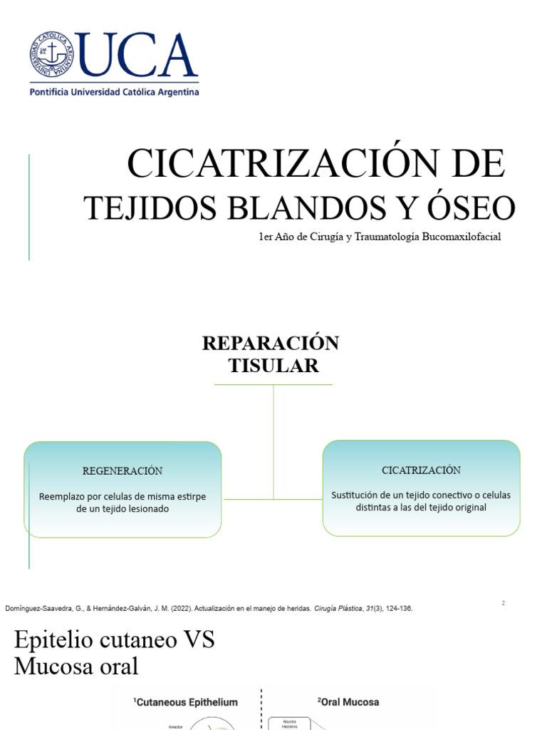 Cicatrizacion de Tejidos Blandos y Oseo - Manejo de Heridas | Descargar gratis PDF ...
